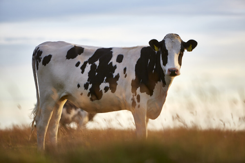 Arla Foods Overview | Arla Food Inc.